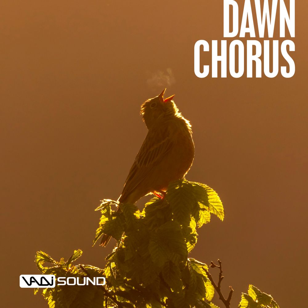 Dawm Chorus SFX Pack Sample Pack | LANDR Samples
