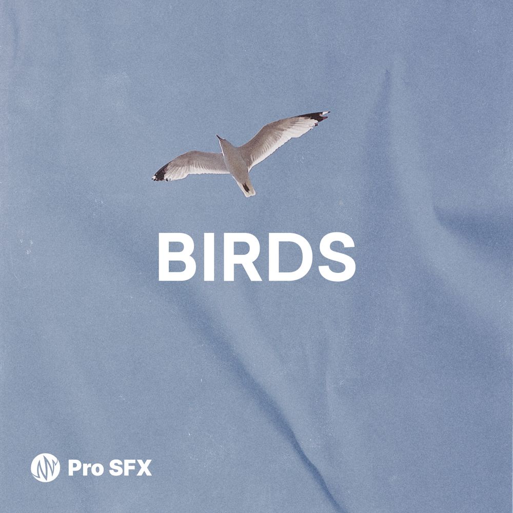 Birds Sample Pack | LANDR Samples