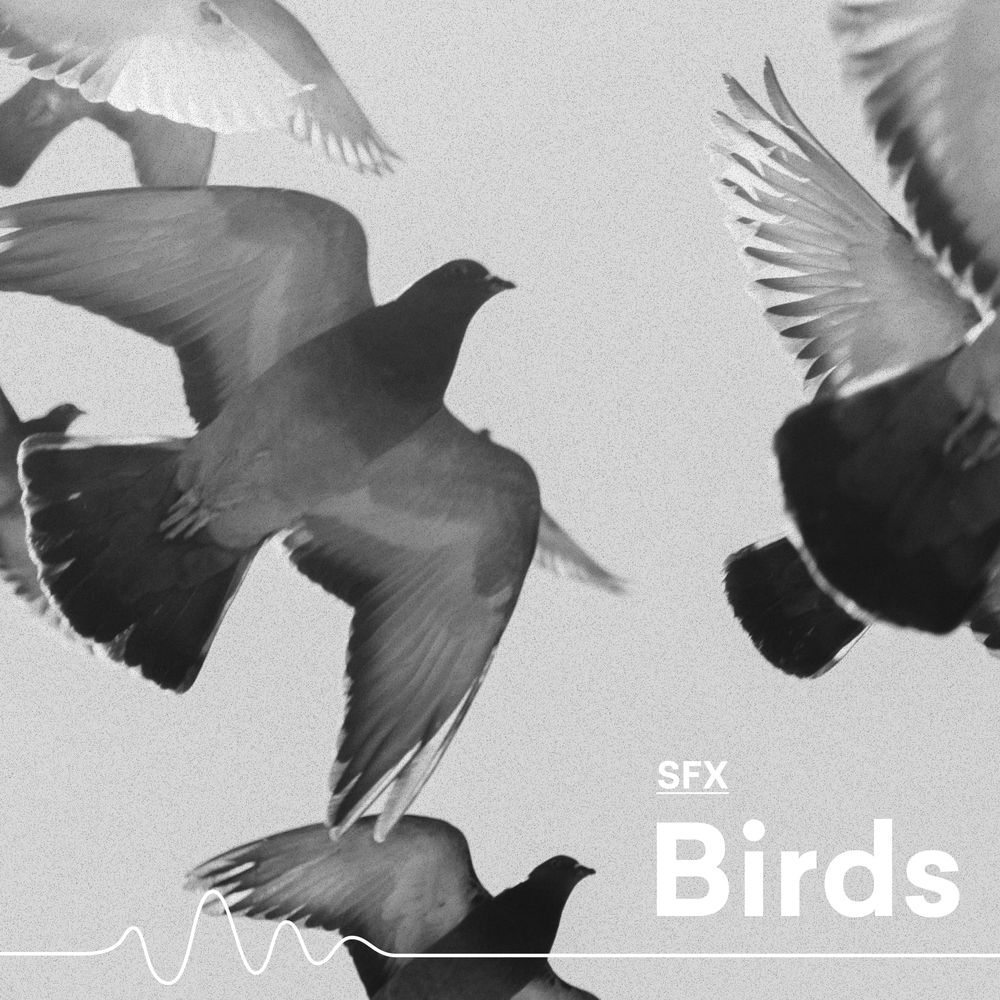 Royalty Free Birds Samples | LANDR Samples
