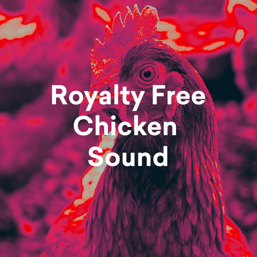 Royalty Free Chicken Sound Sound Effect Sample Pack | LANDR Samples