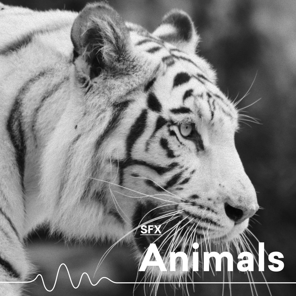 Royalty Free Animals Samples | LANDR Samples